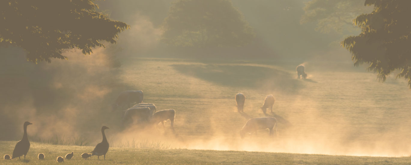 Rewilding Britain: Planning, Policy and Practice - Knepp