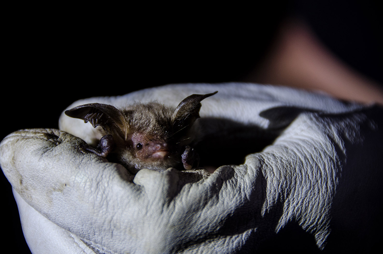 Bat & Moth Safari - Knepp