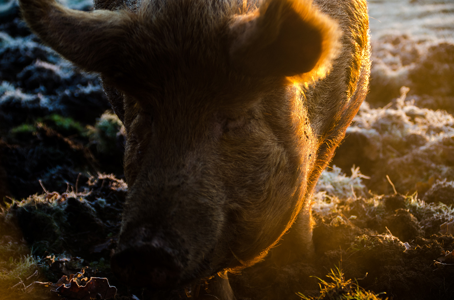 Rewilding and Reintroductions Safari - Knepp