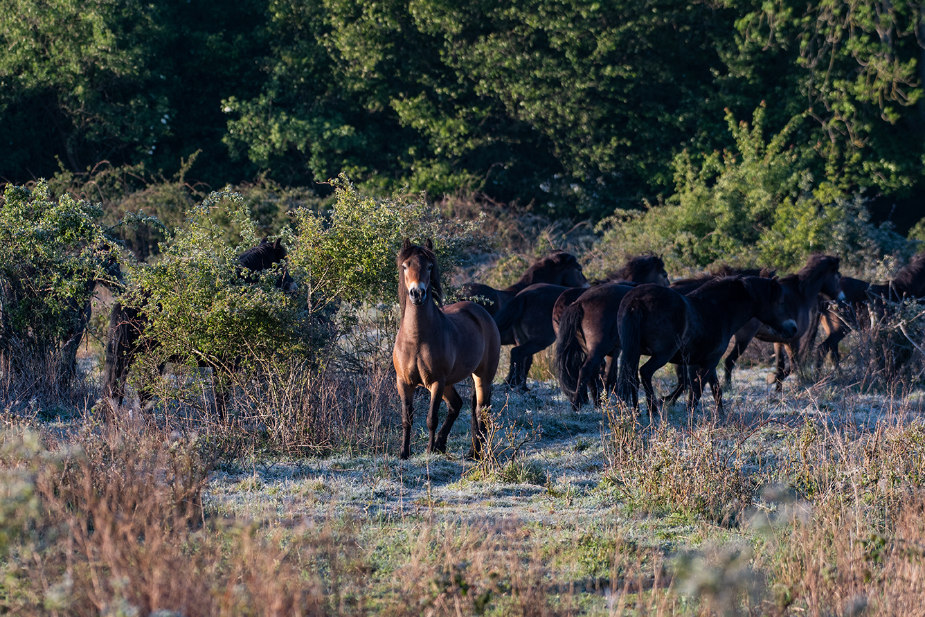 Rewilding and Reintroductions Safari - Knepp