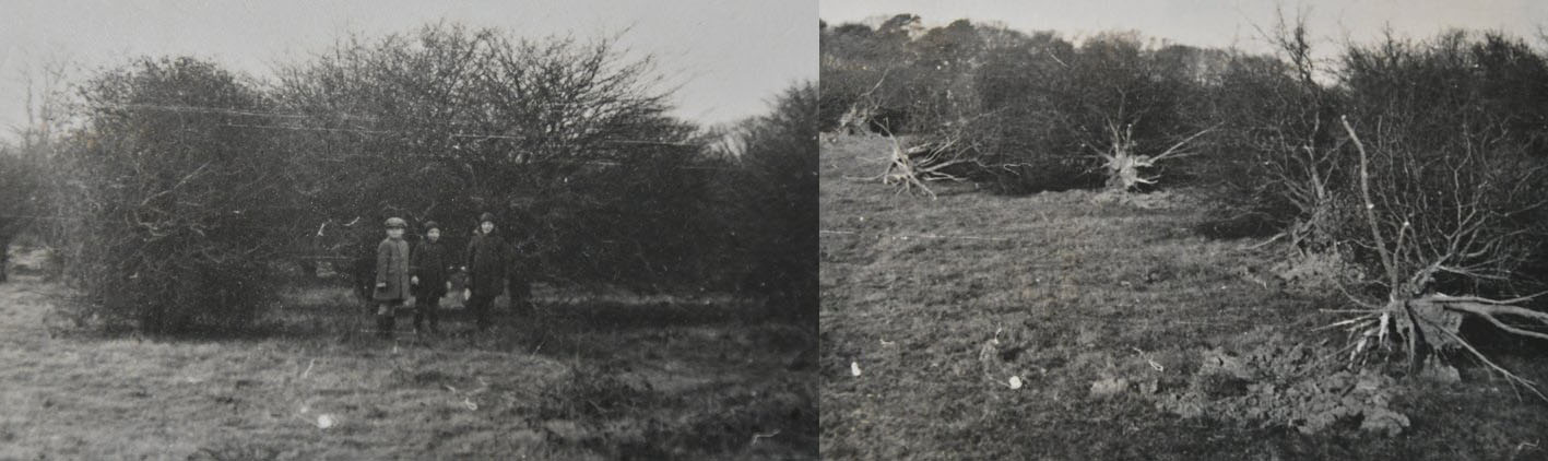Farming At Knepp - Knepp