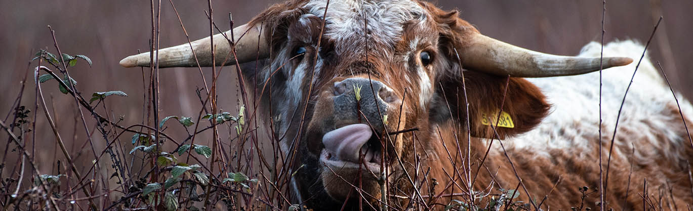 Grazing Ecology - Knepp