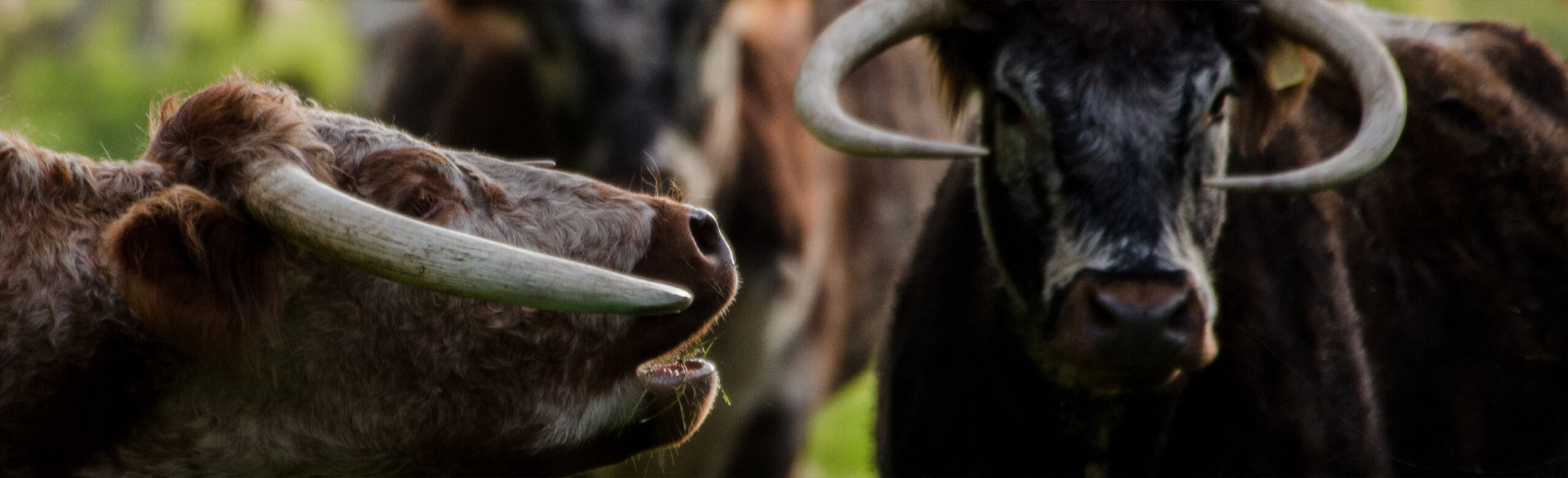 Our Mission - Why Is Meat Good For You? - Knepp