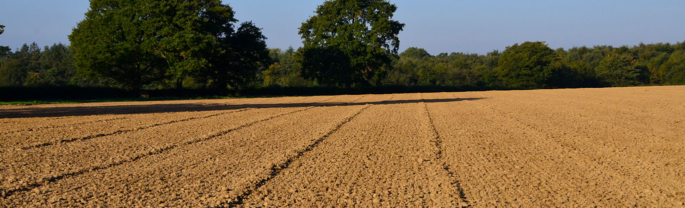 Soil Restoration - Knepp