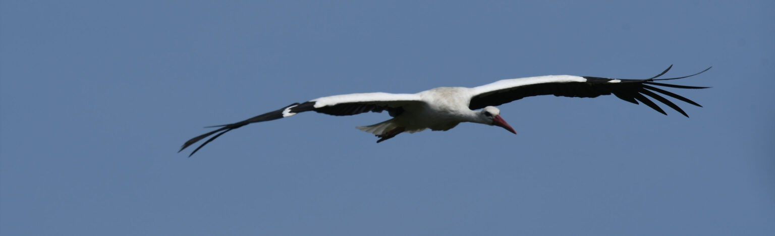 Wildland Podcast - Knepp