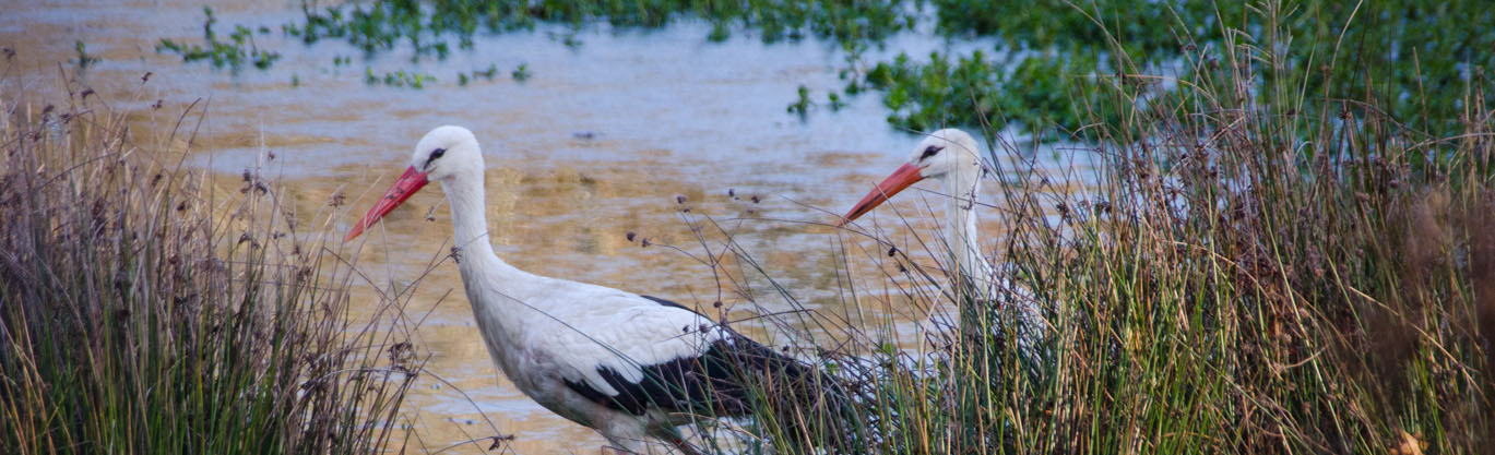 White Stork Officer - Knepp