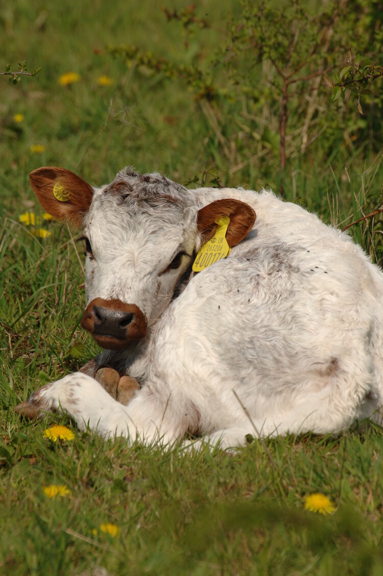 Wildland Podcast - Knepp