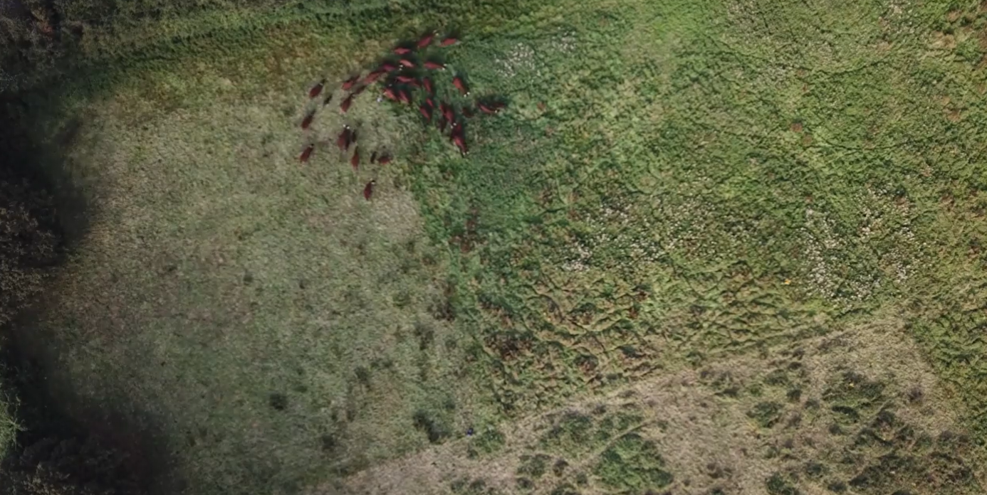 Wildland Podcast - Knepp