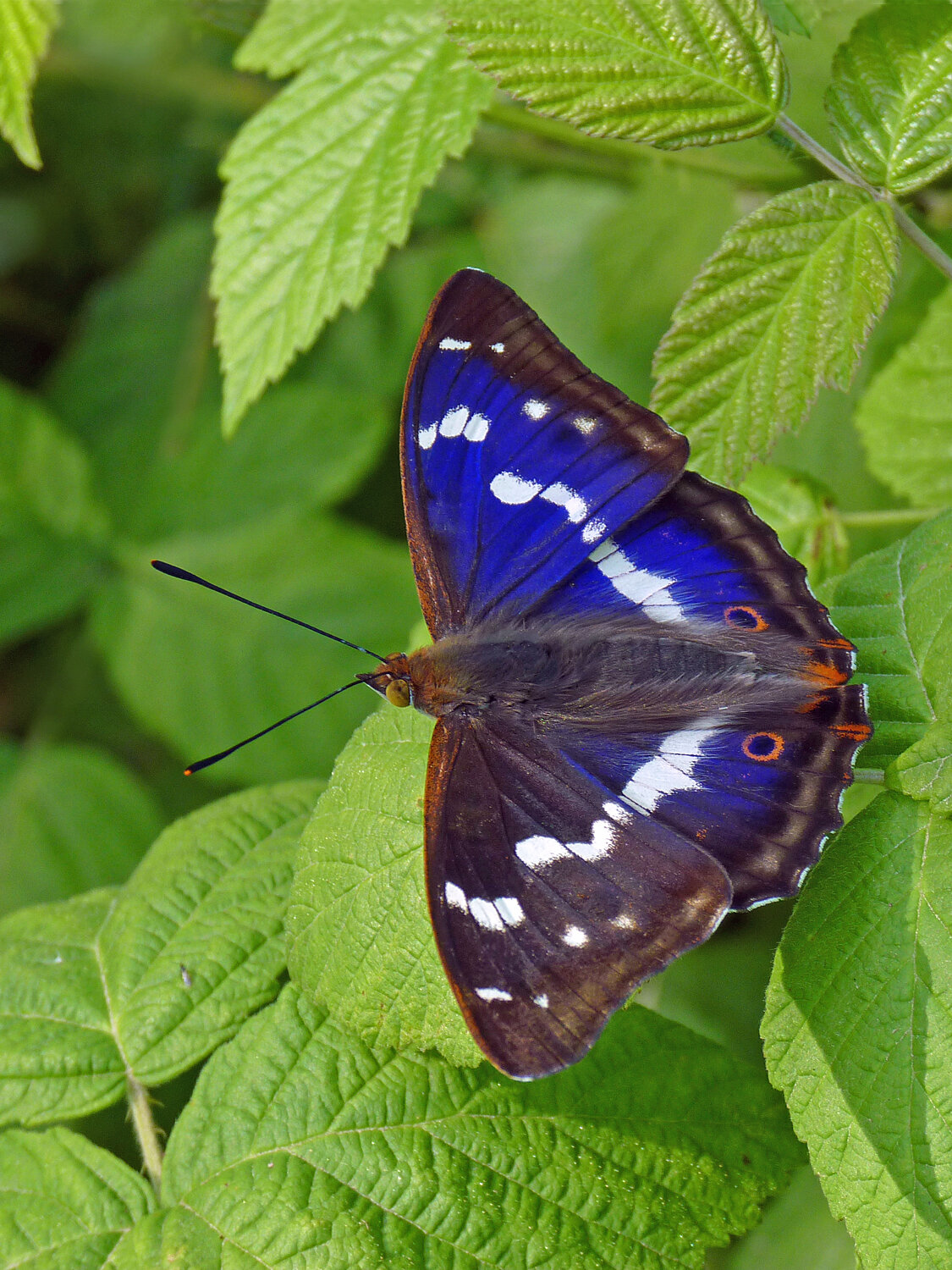 Podcast Episode 12: The Purple Emperor Update - Knepp