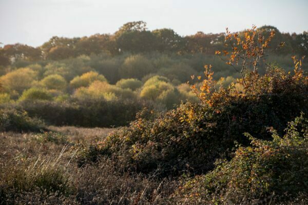 Wildland Podcast - Knepp