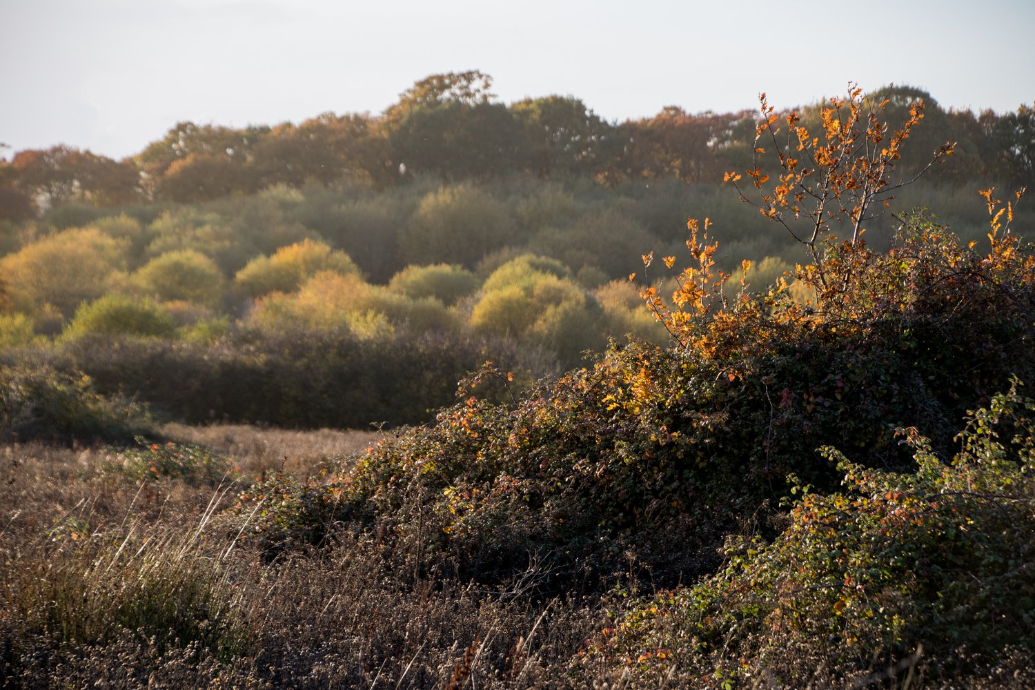 Podcast Episode 16: The Scrubland with Isabella Tree - Knepp