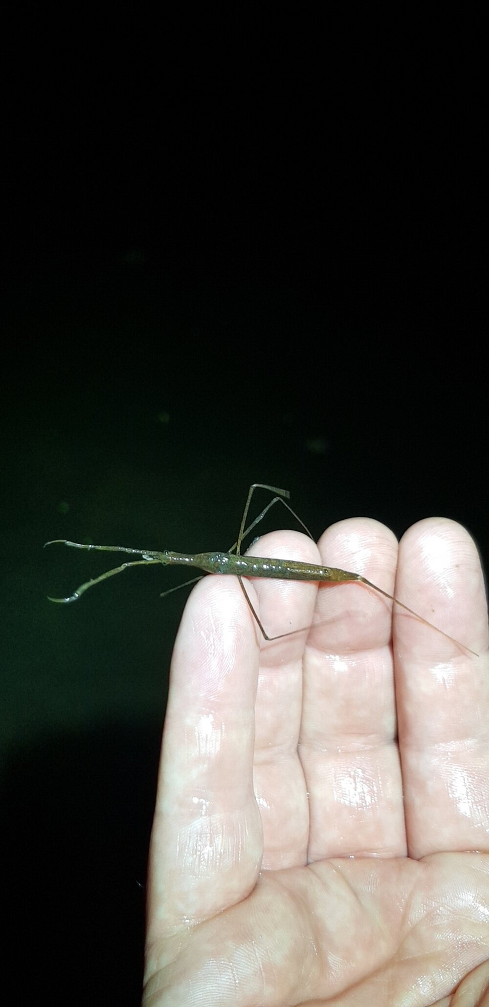 Podcast Episode 8: The Lock-down Round-up - Knepp