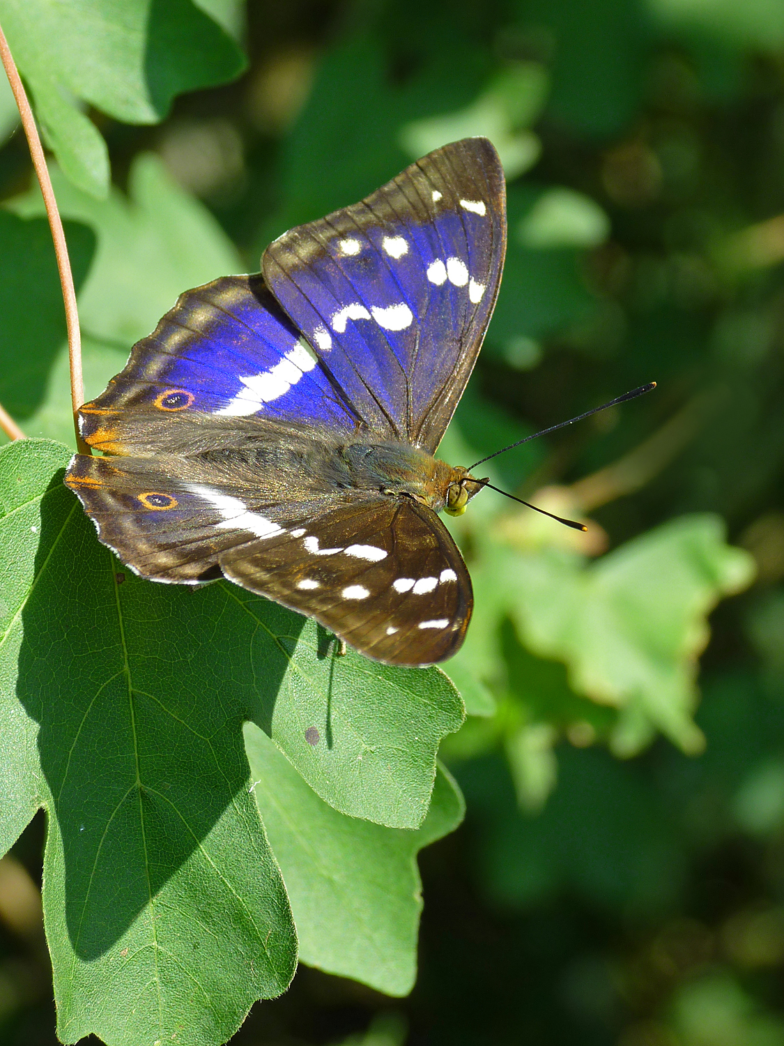 Purple Emperor Safari - Knepp