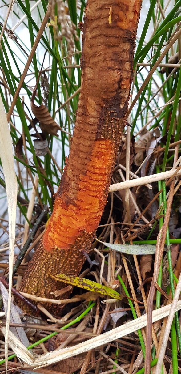 Beaver exploring the Adur landscape - Knepp
