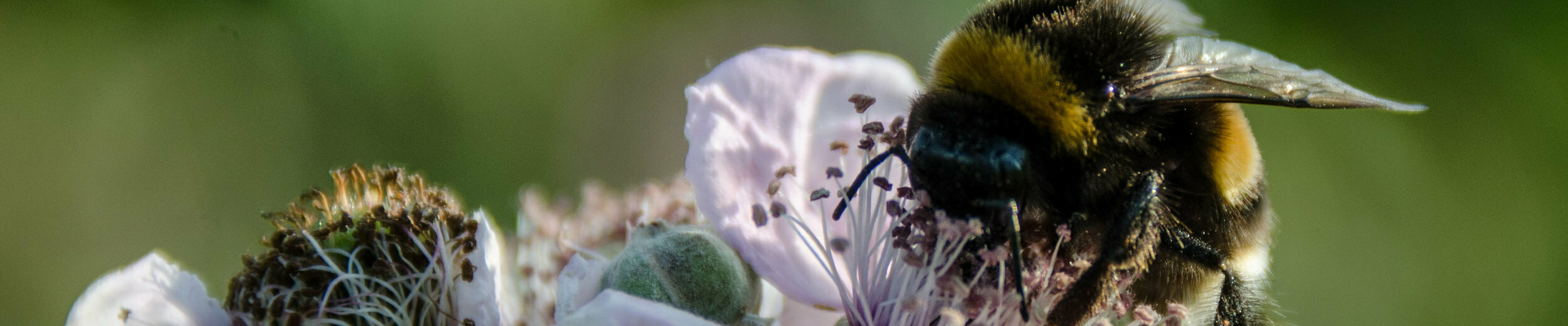 Queen Mary researchers launch new project to support rewilding - Knepp