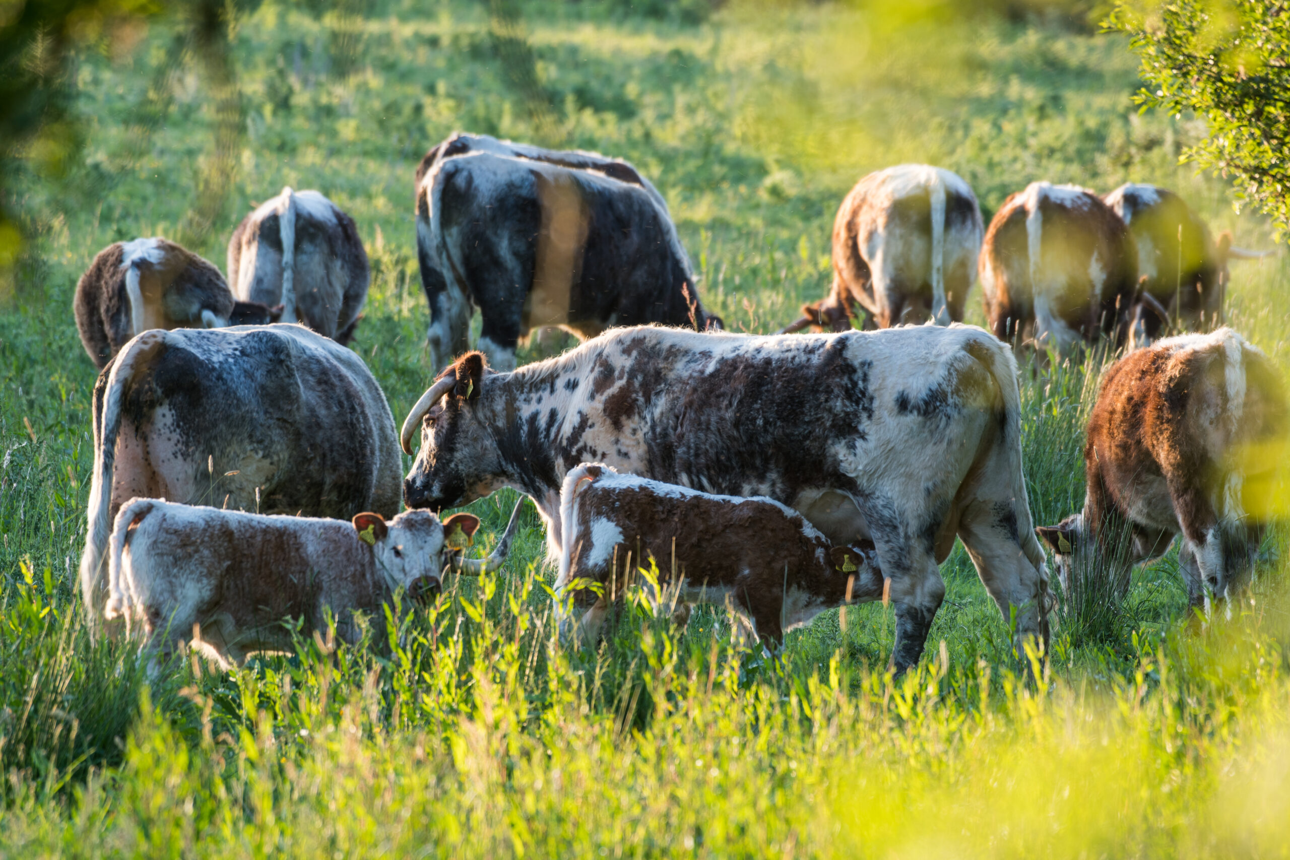 Rewilding Workshop - Knepp Rewilding