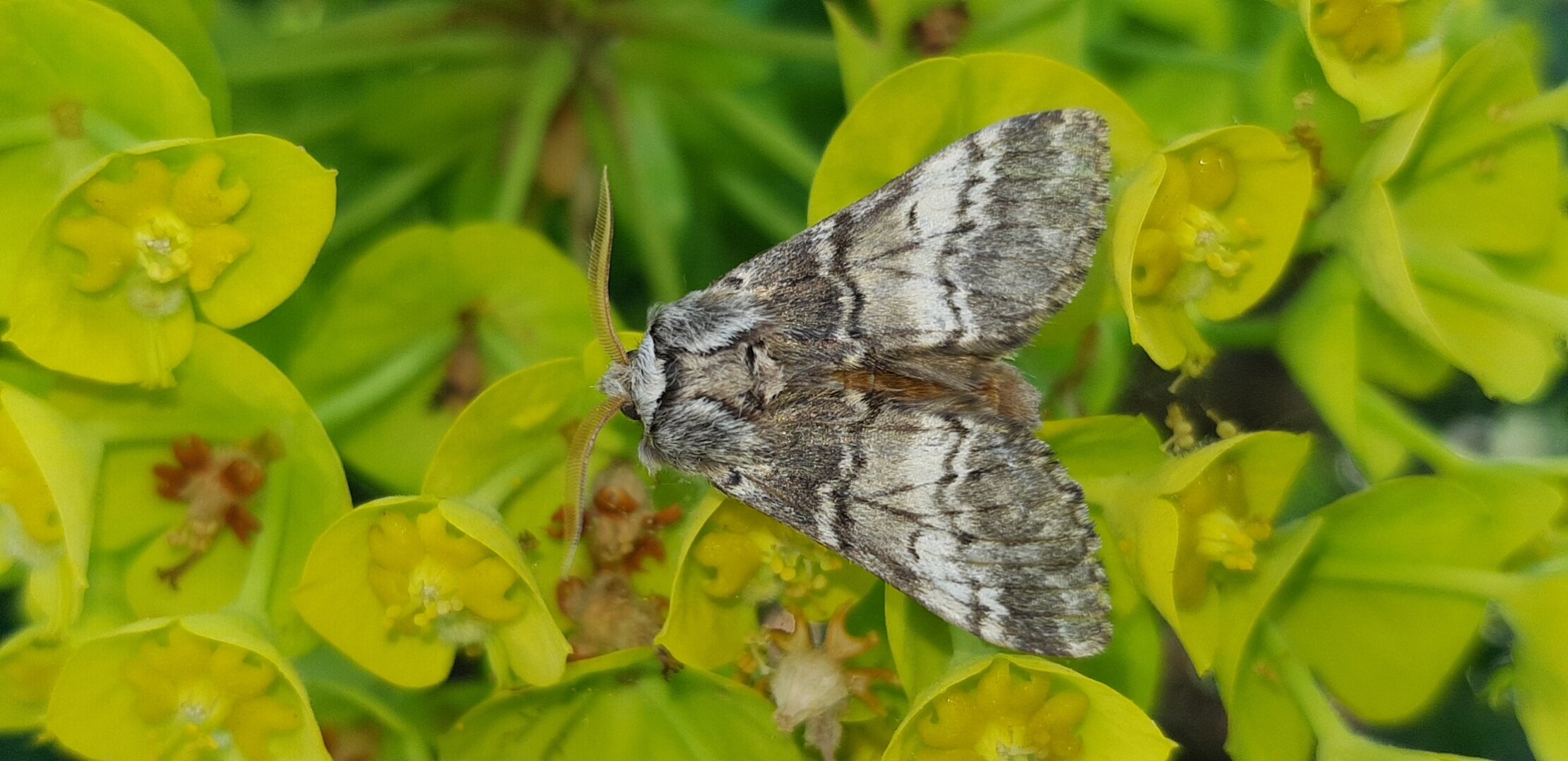 Rewilding the Knepp Castle walled garden - Knepp