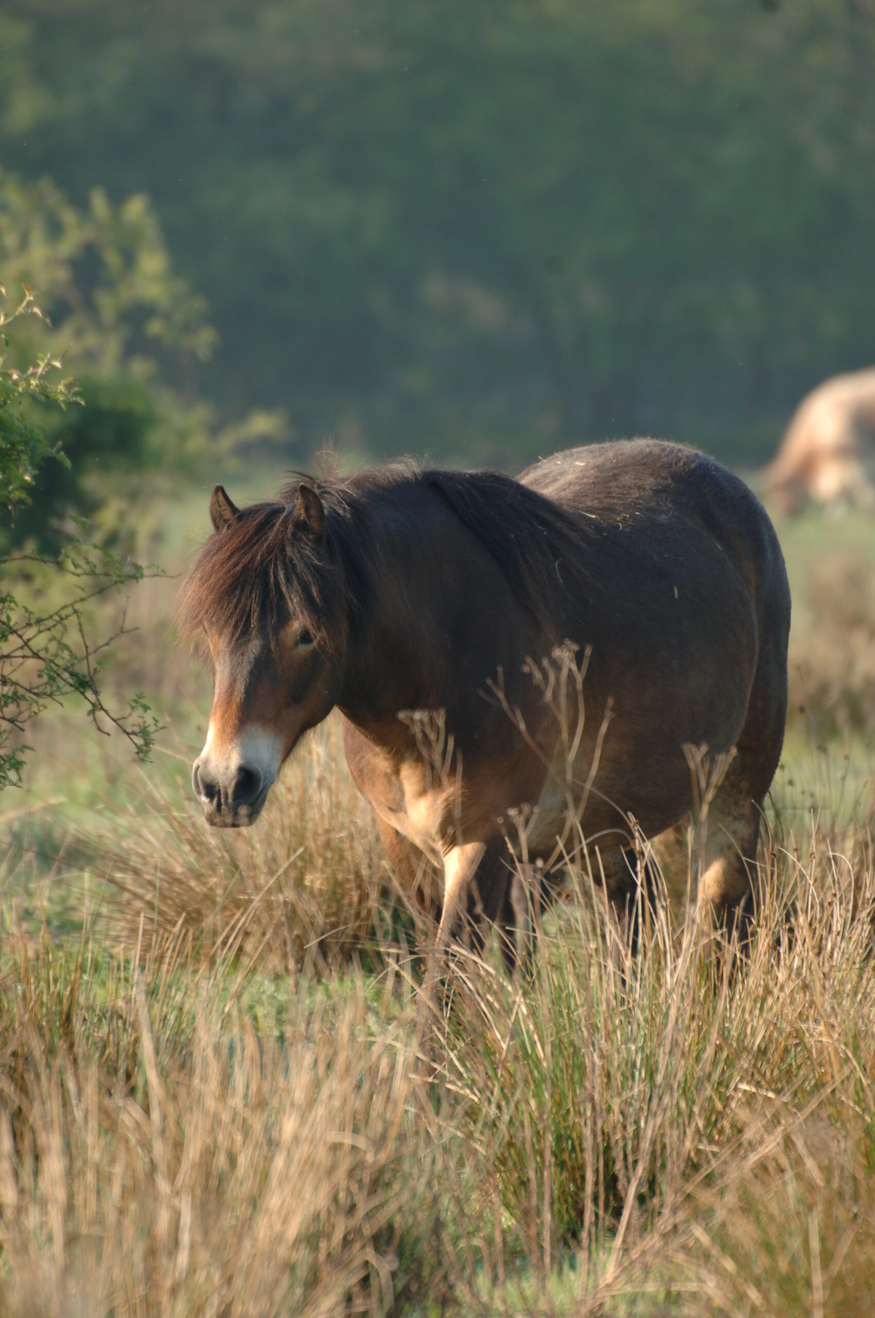 Public footpaths and walks through the Knepp rewilding project, West Sussex