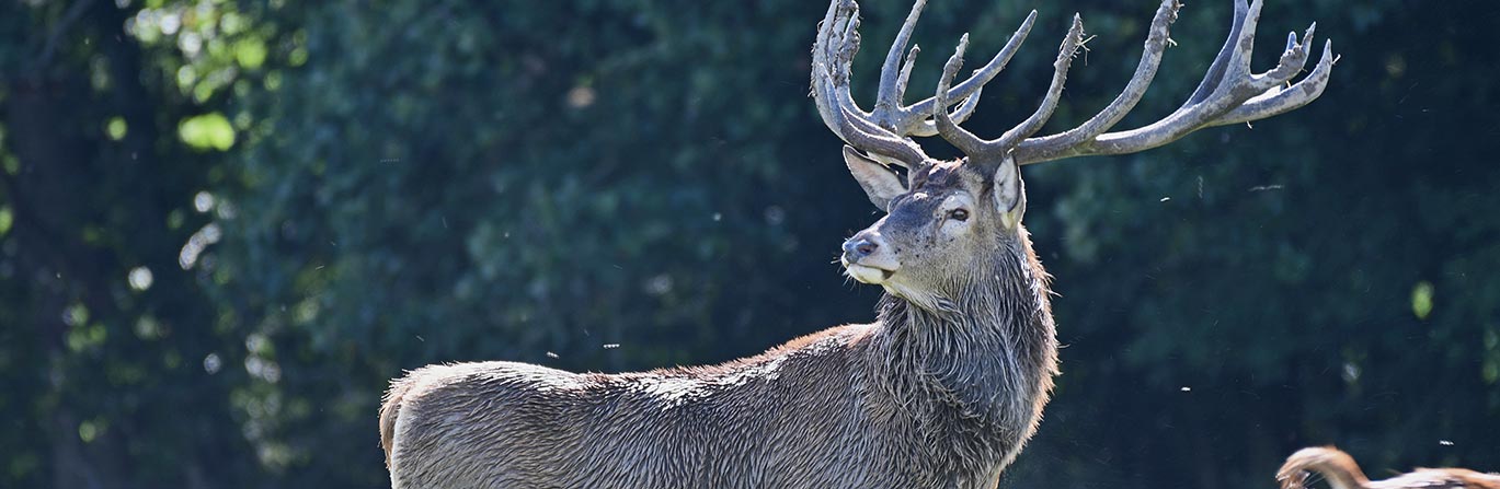 Special Event: A Celebration of Venison - Knepp