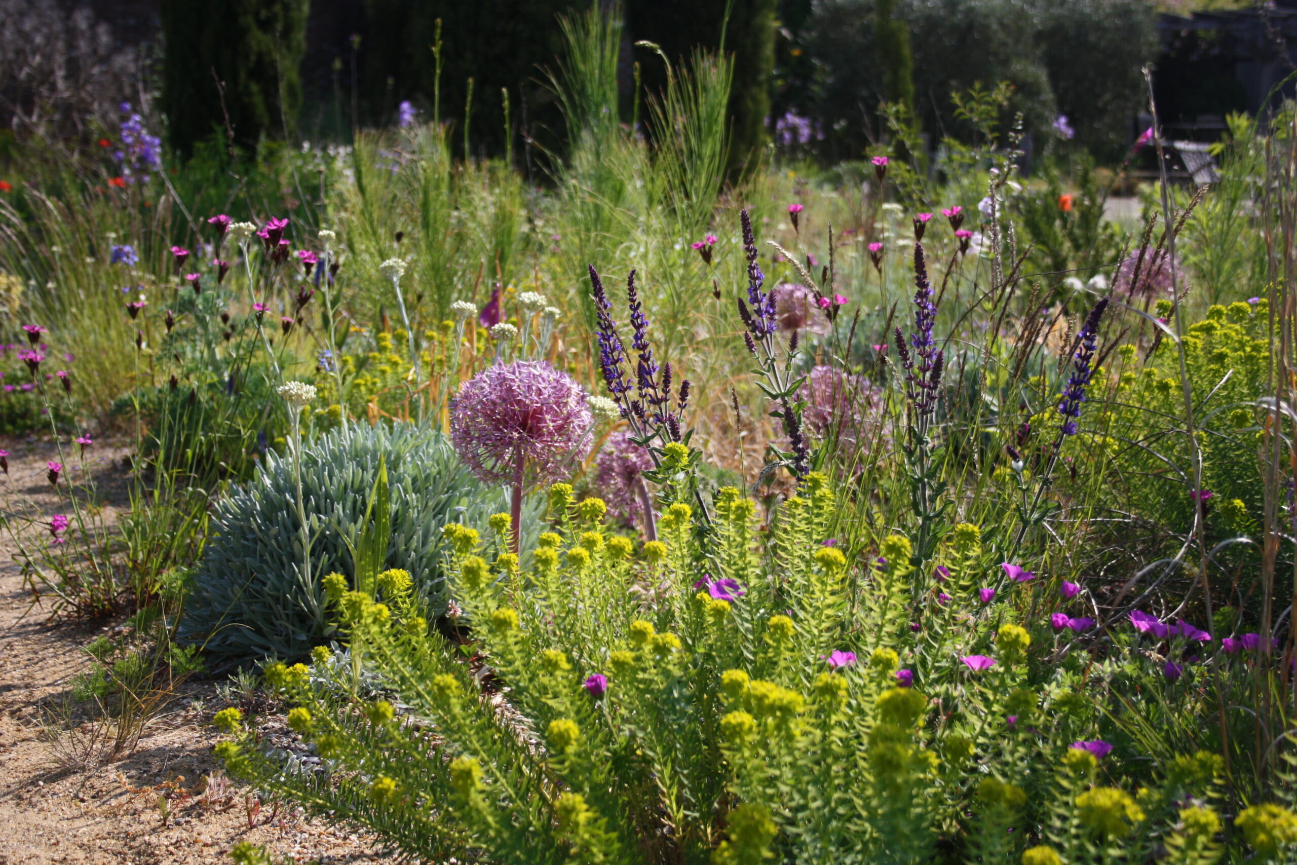 Self-Guided Rewilded Garden Visit - Knepp