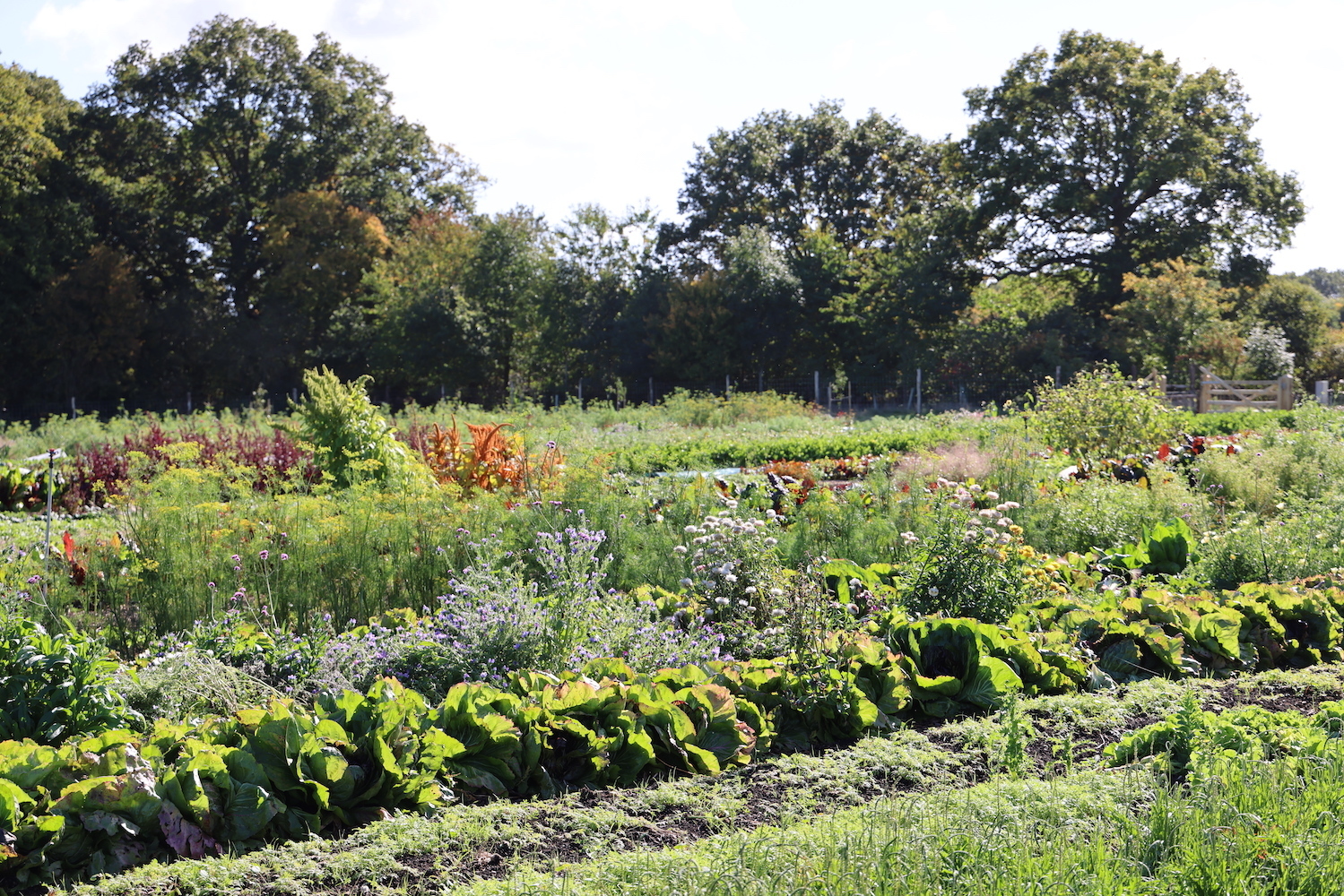 The Knepp Market Garden is Officially Organic - Knepp