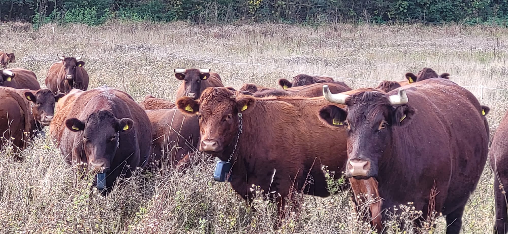 Regenerative Farm moves into its next phase alongside Knepp's Rewilding ...