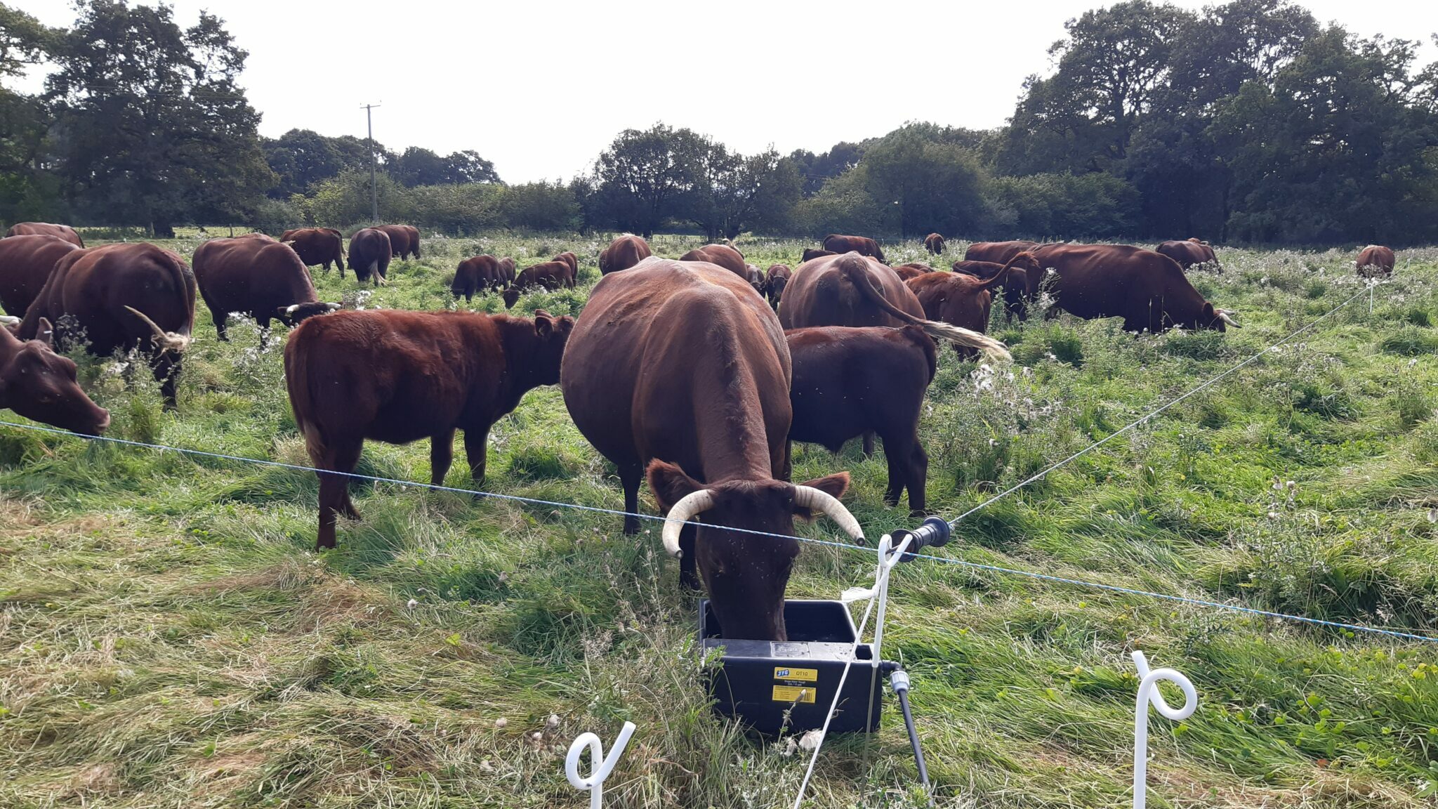 Regenerative Farm moves into its next phase alongside Knepp's Rewilding ...