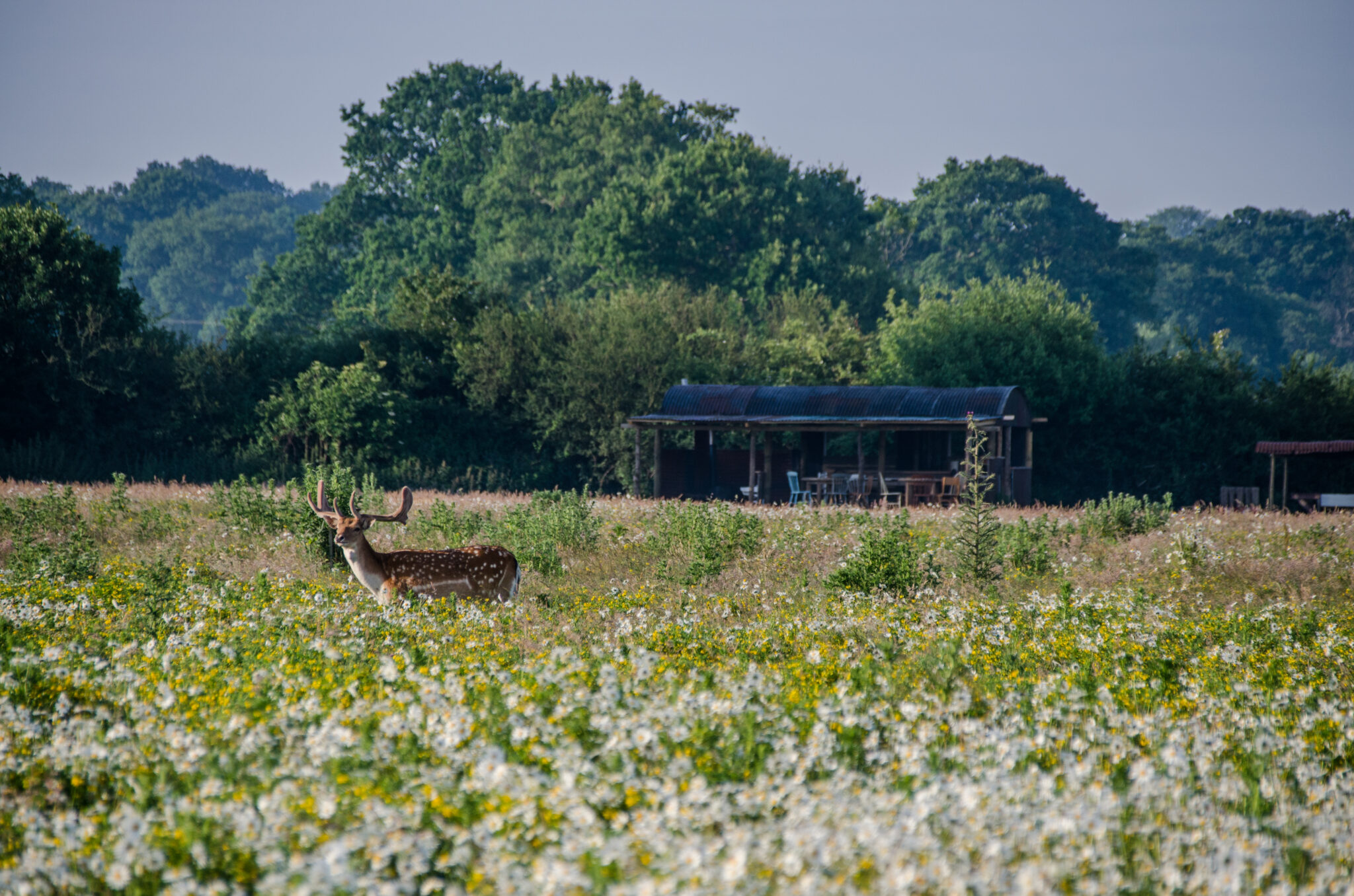 Knepp Estate News - Knepp