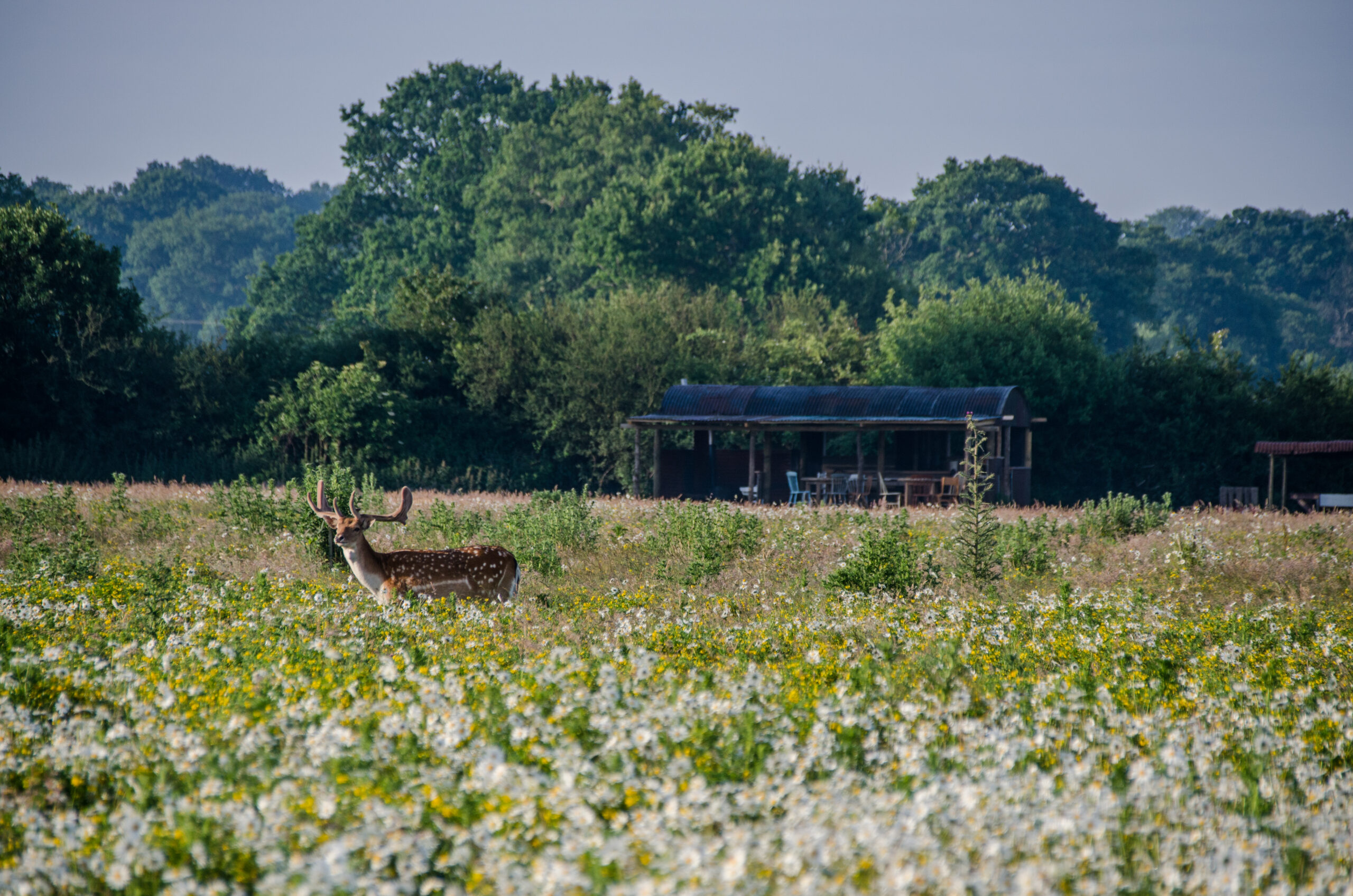 Camping Pre-Visit Information - Knepp