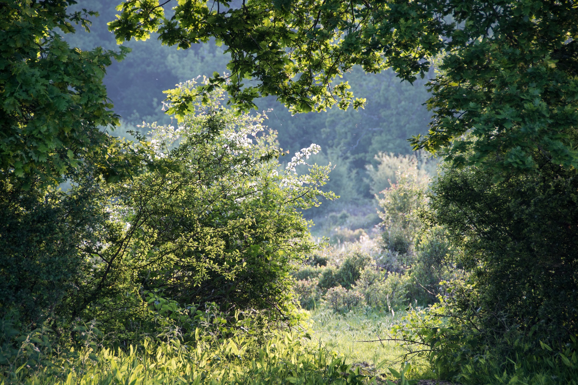 Mindfulness Safari Pre-Visit Information - Knepp