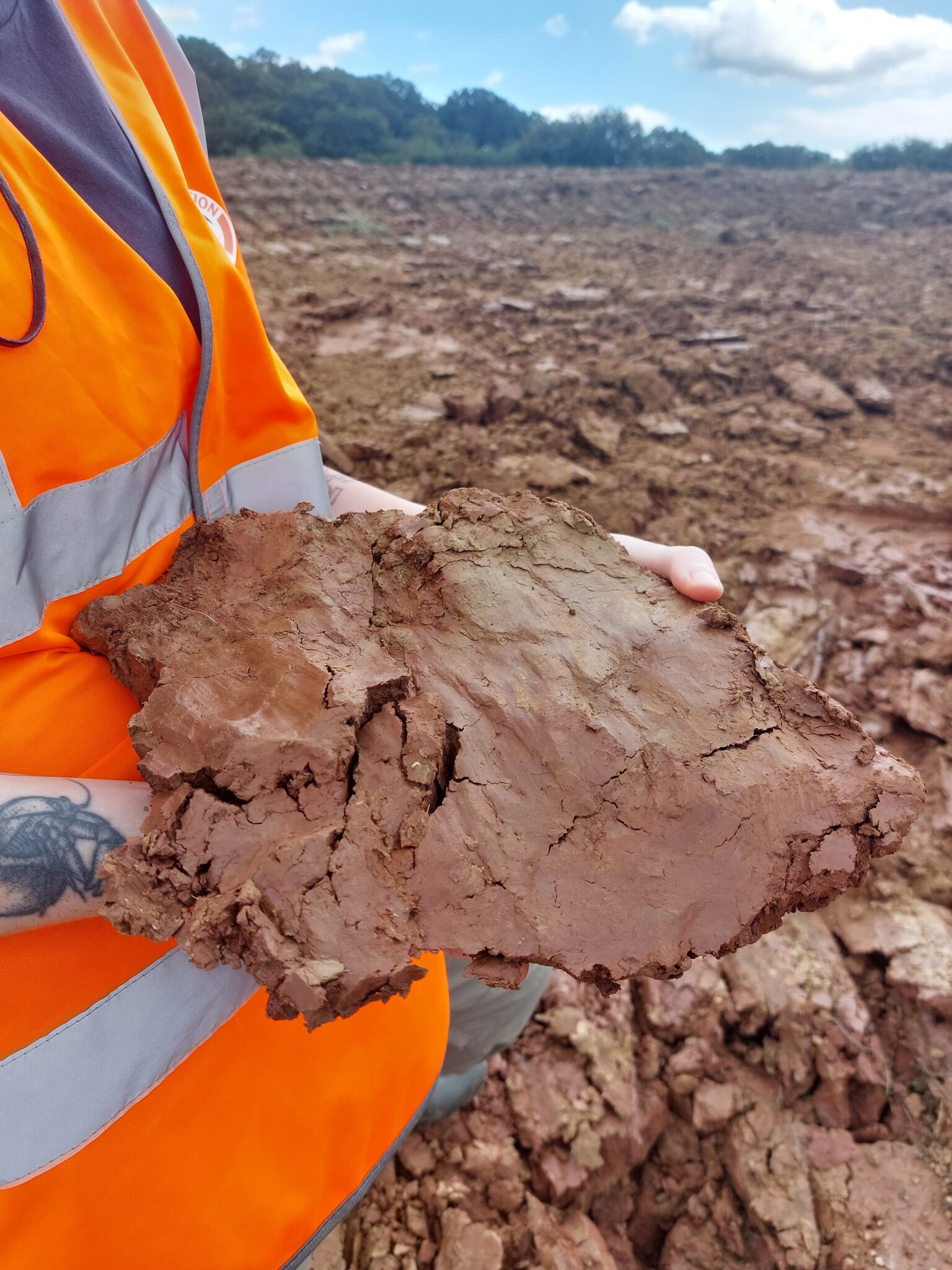 Wildland Podcast - Knepp