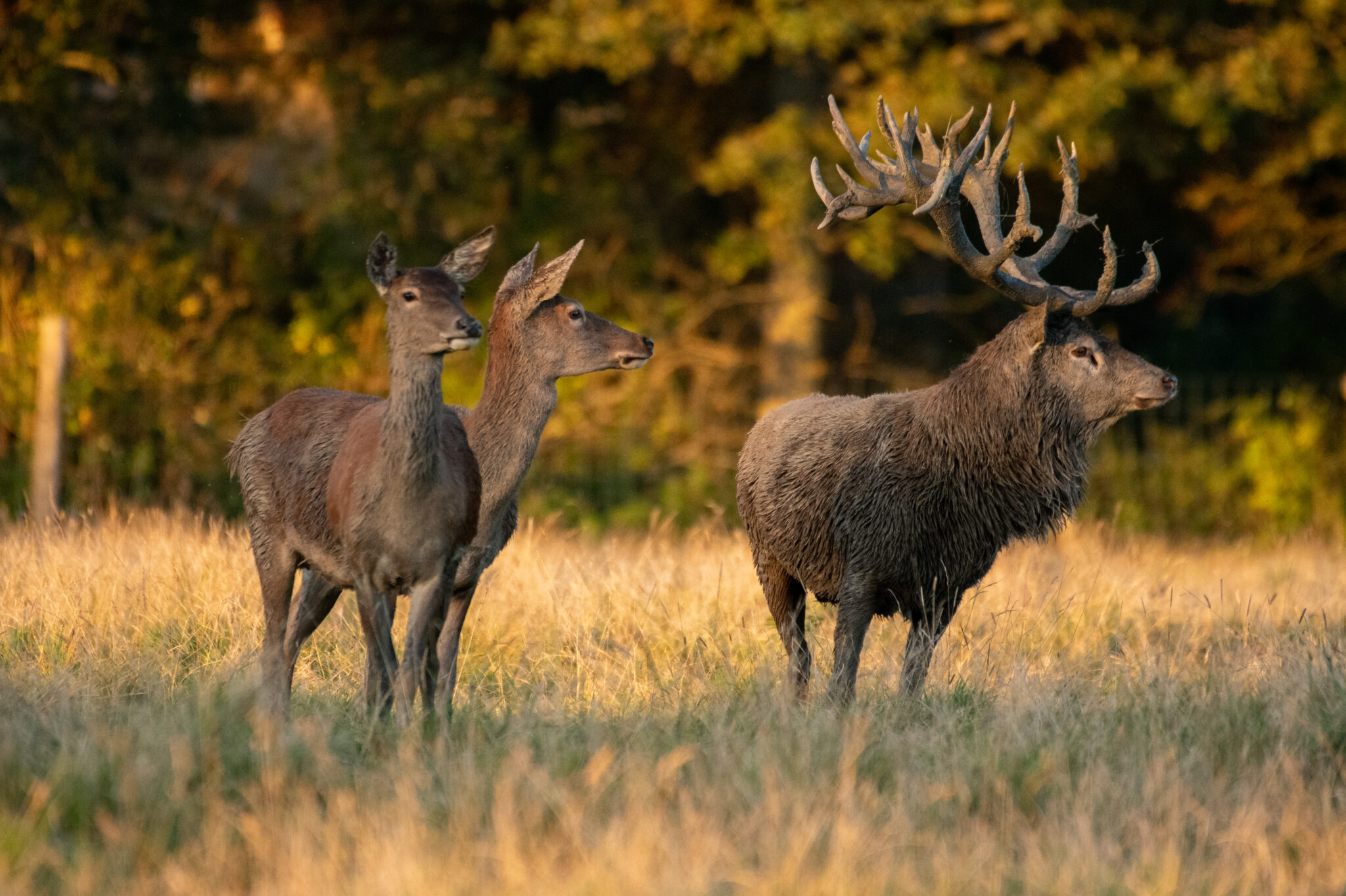 Public footpath maps - Knepp, West Sussex