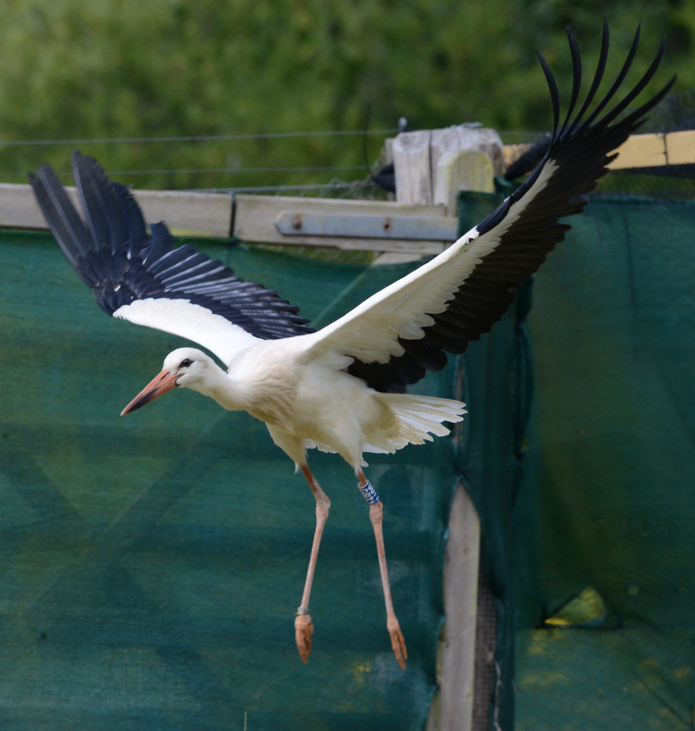 Young Storks Begin New Life at Knepp - Knepp