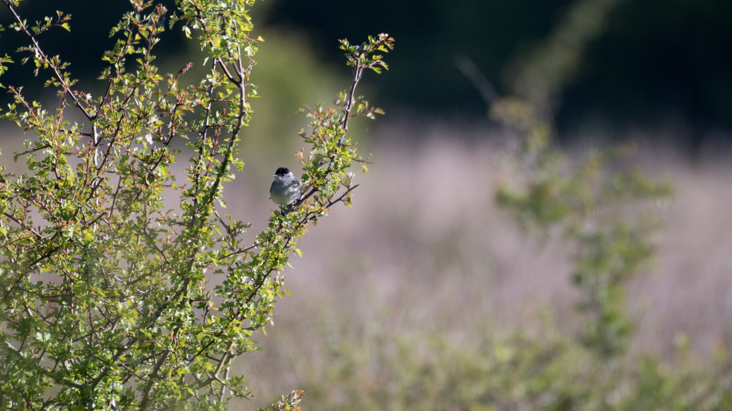 The Great Autumn Migration - Knepp