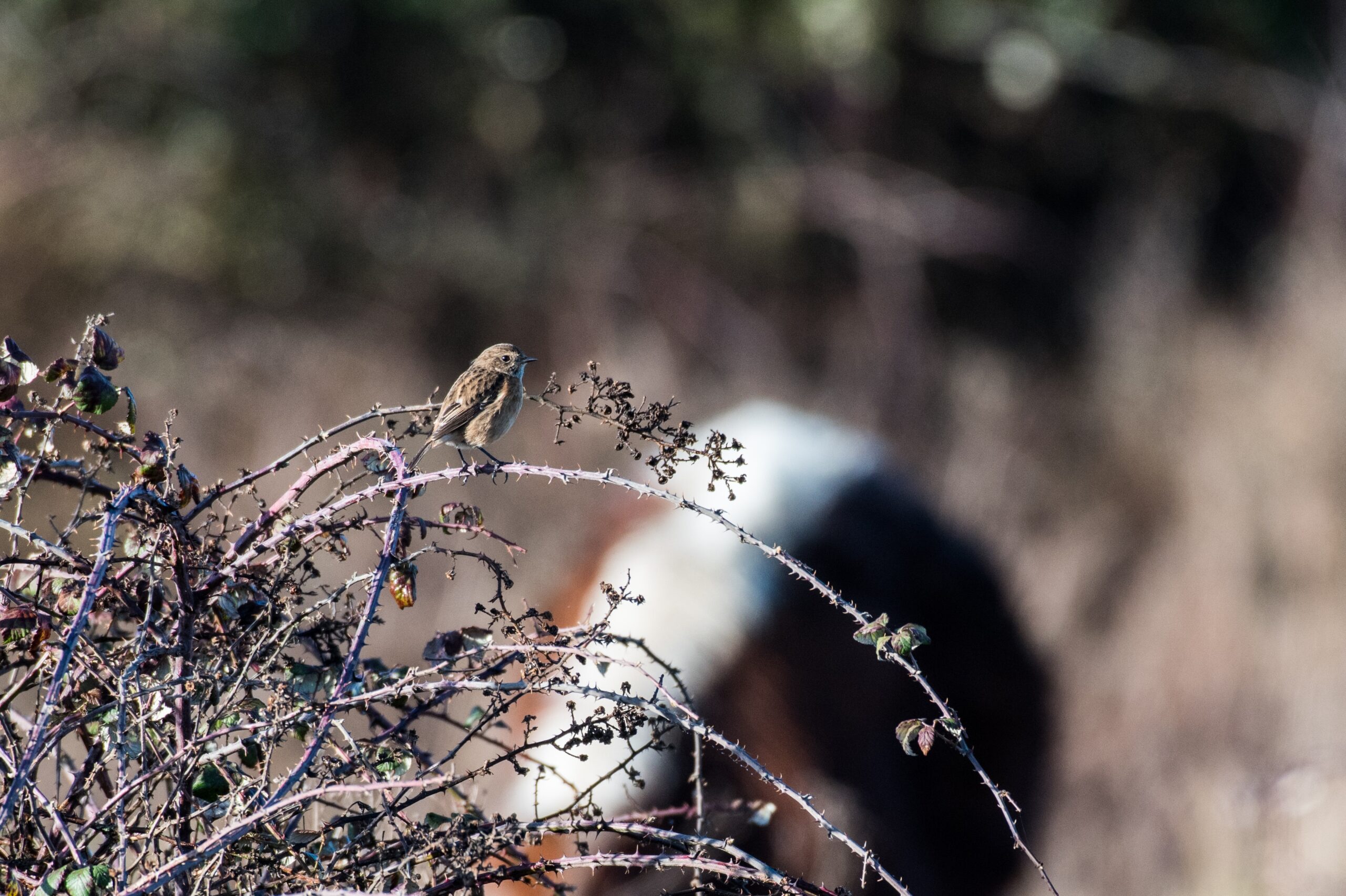 Autumn Arrivals - Knepp