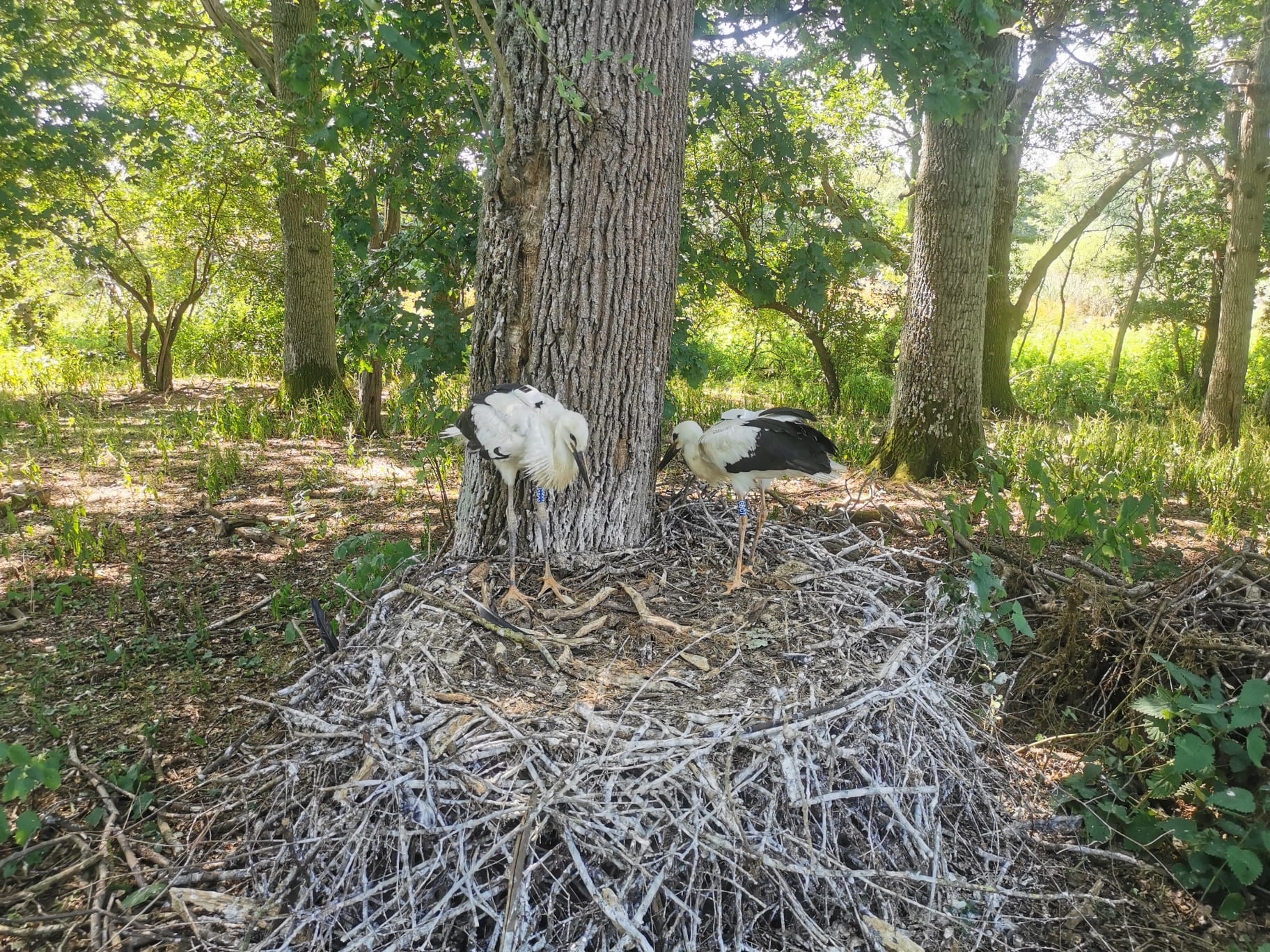 A Stork's Story - from the Ground, Up! - Knepp