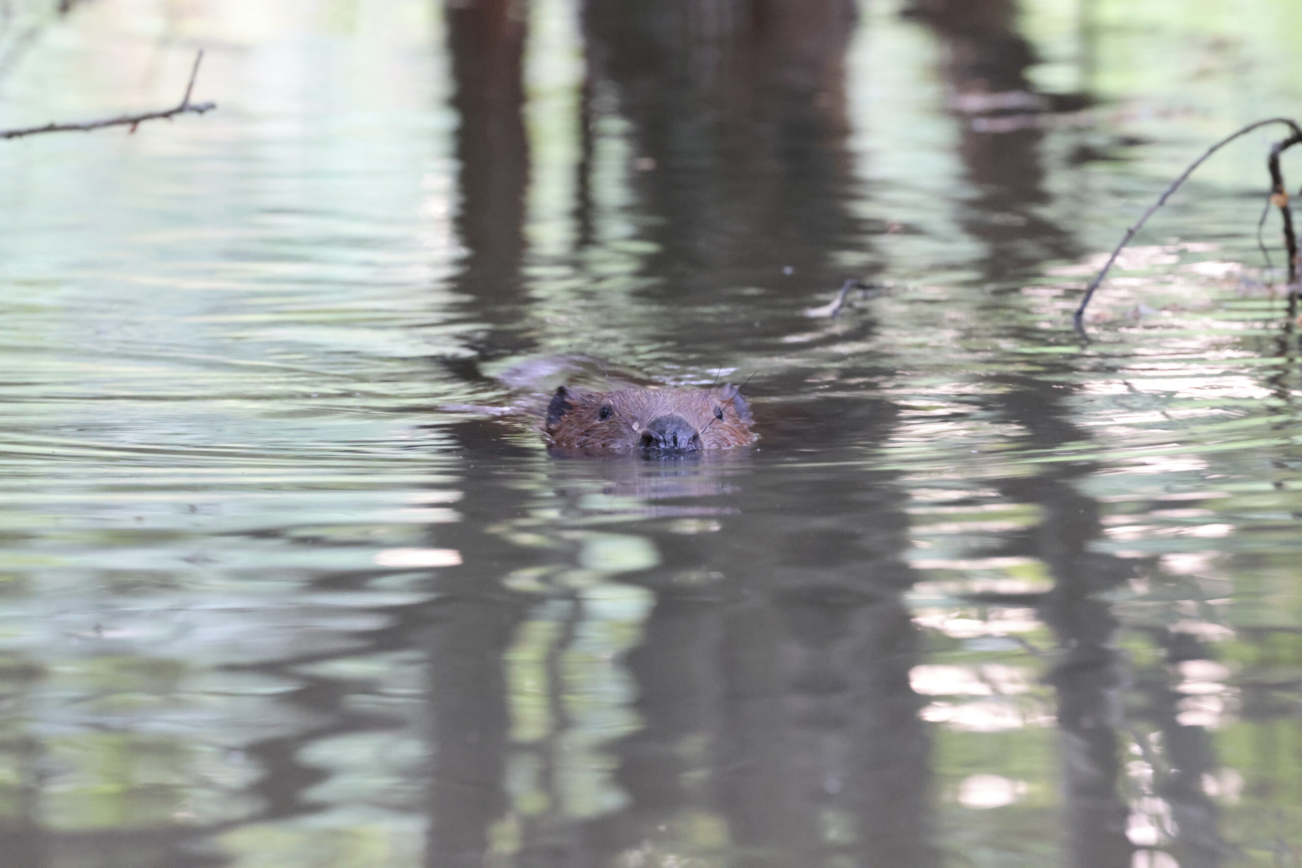 Beavers at Knepp - Knepp