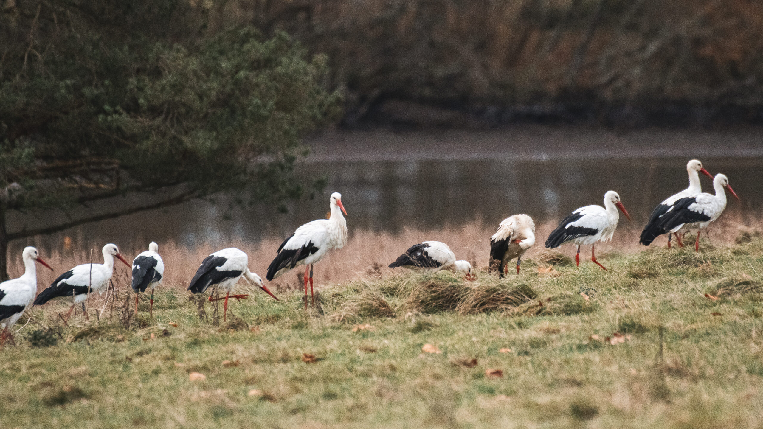 Stories of hope from near & far - Knepp