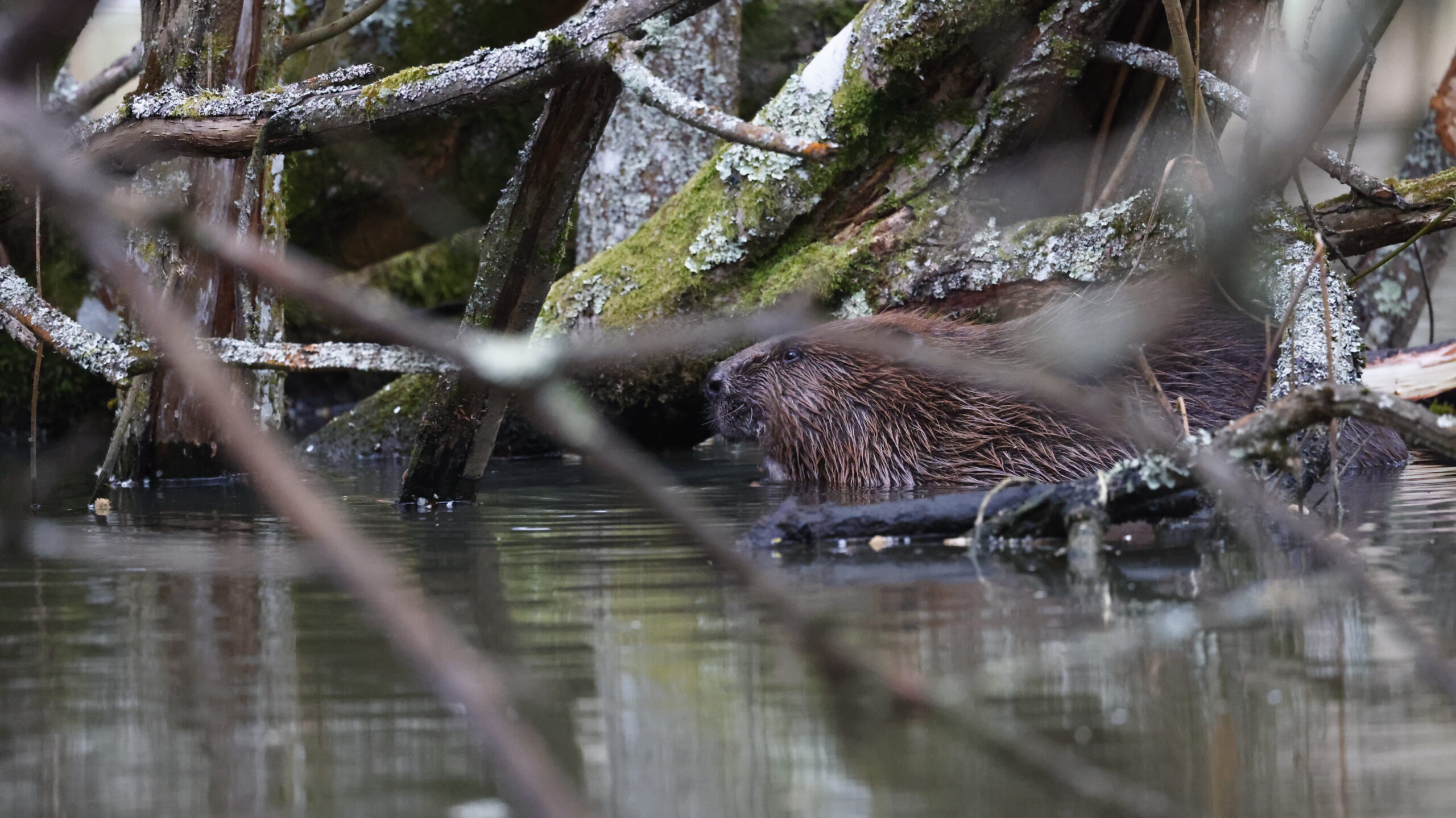 Licenced beaver reintroductions allowed - Isabella Tree responds - Knepp