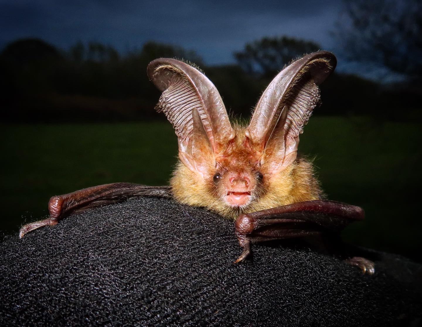 Don’t bash the bats! The natural world is the branch that supports us all. - Knepp