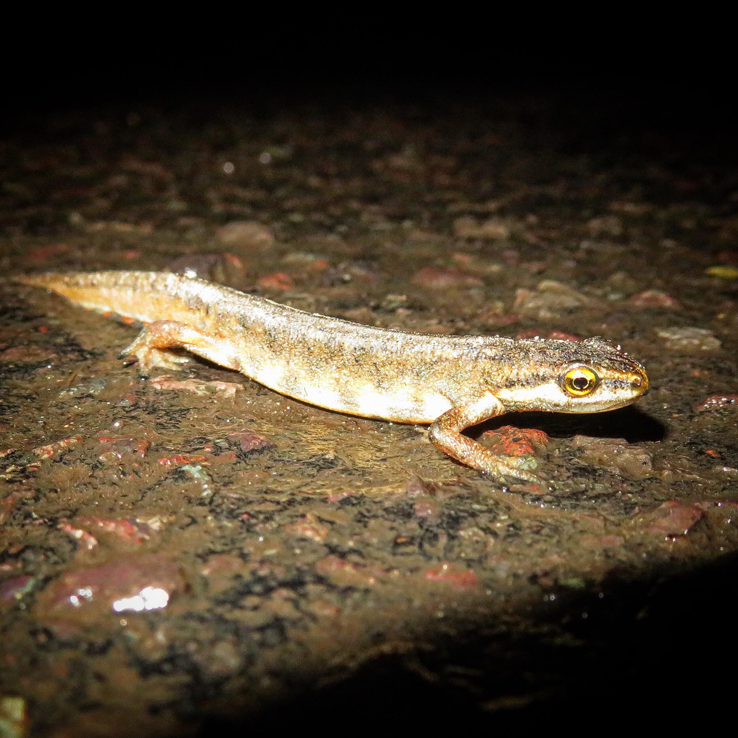 Don’t bash the bats! The natural world is the branch that supports us all. - Knepp