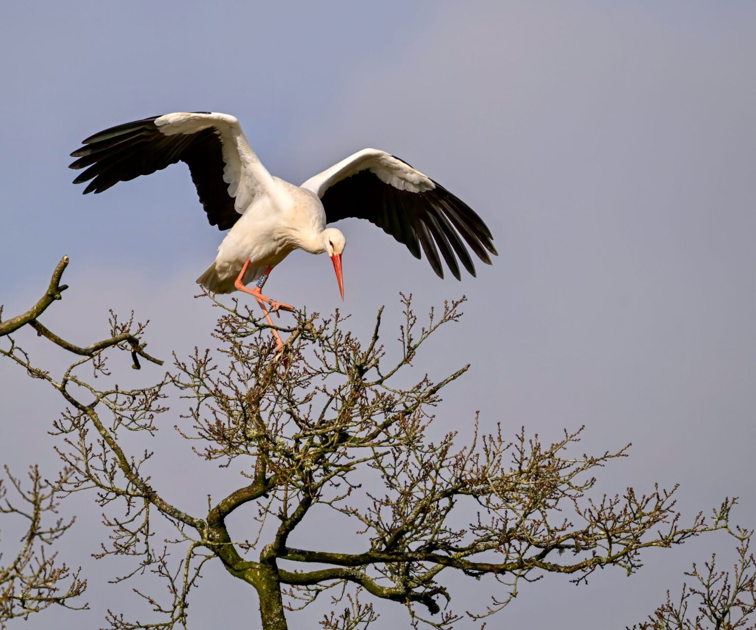 White storks’ revival: what happens when we stop asking ‘why’ and start ...