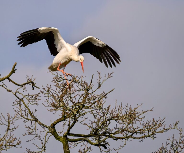 White storks’ revival: what happens when we stop asking ‘why’ and start ...