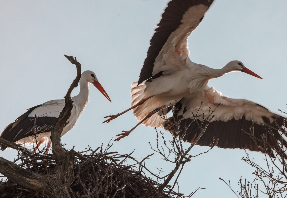 White storks’ revival: what happens when we stop asking ‘why’ and start asking ‘why not’ - Knepp