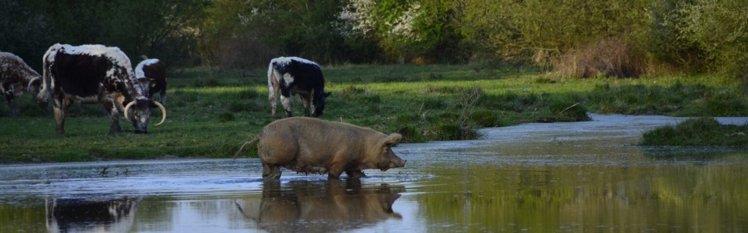 Online organic butchery - shop the Knepp wild meat range today