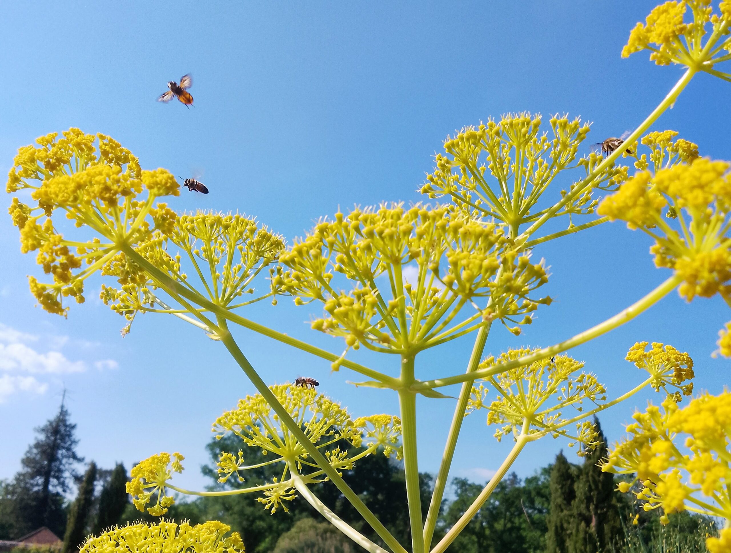 May: Insect sights and structures - Knepp