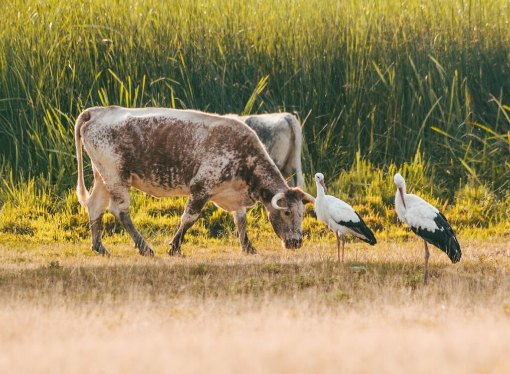 Visit Knepp - Knepp